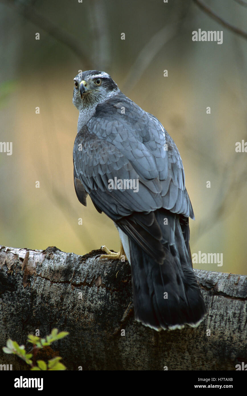 Northern Goshawk (Accipiter gentilis), North America Stock Photo - Alamy