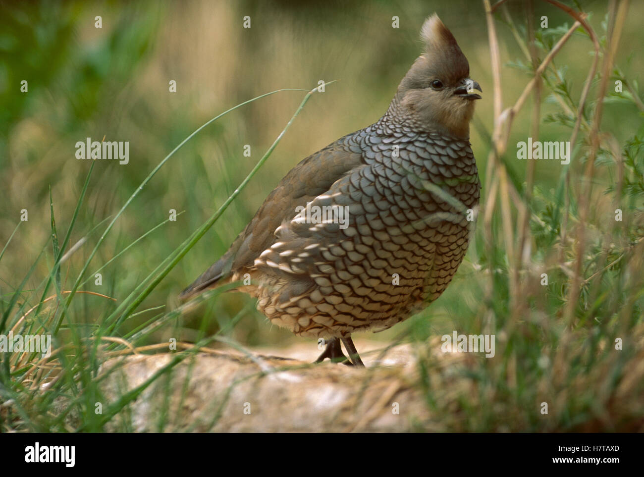 Scaled Quail (Callipepla squamata) calling, North America Stock Photo ...