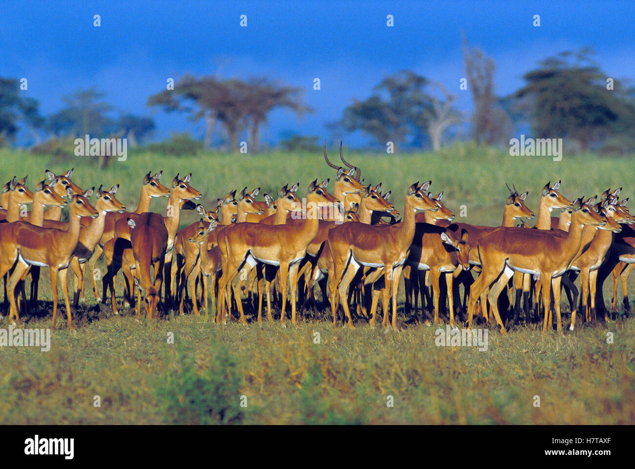 Impala (Aepyceros melampus), buck and harem on savanna, Kenya Stock ...