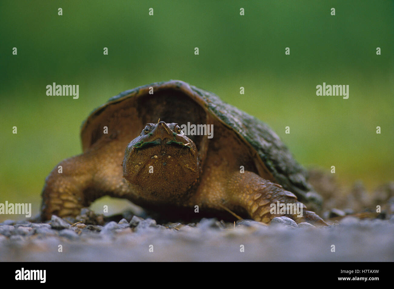 Yucatan Snapping Turtle (Chelydra rossignonii), North America Stock ...
