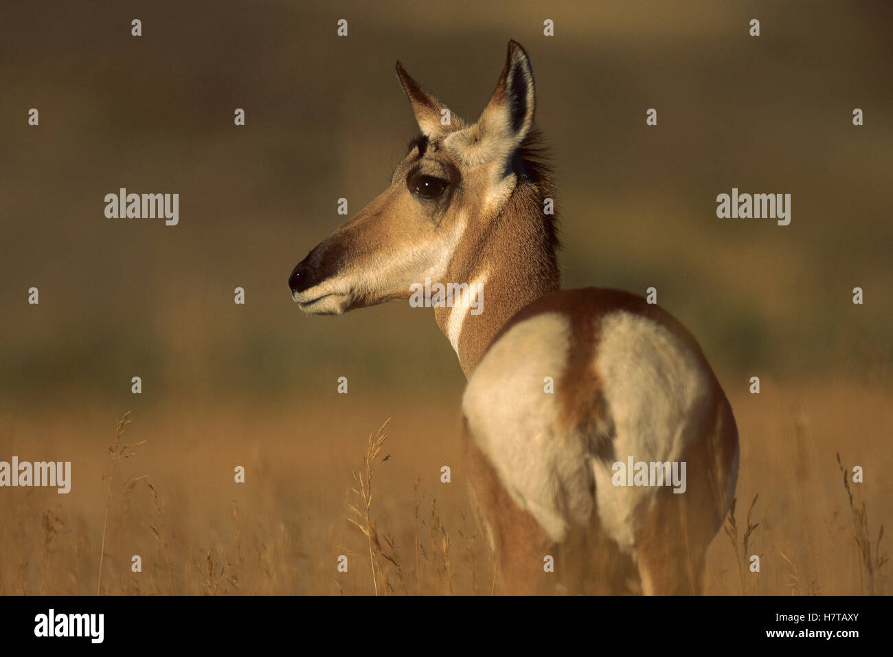 Pronghorn Antelope (Antilocapra americana) female, North America Stock ...
