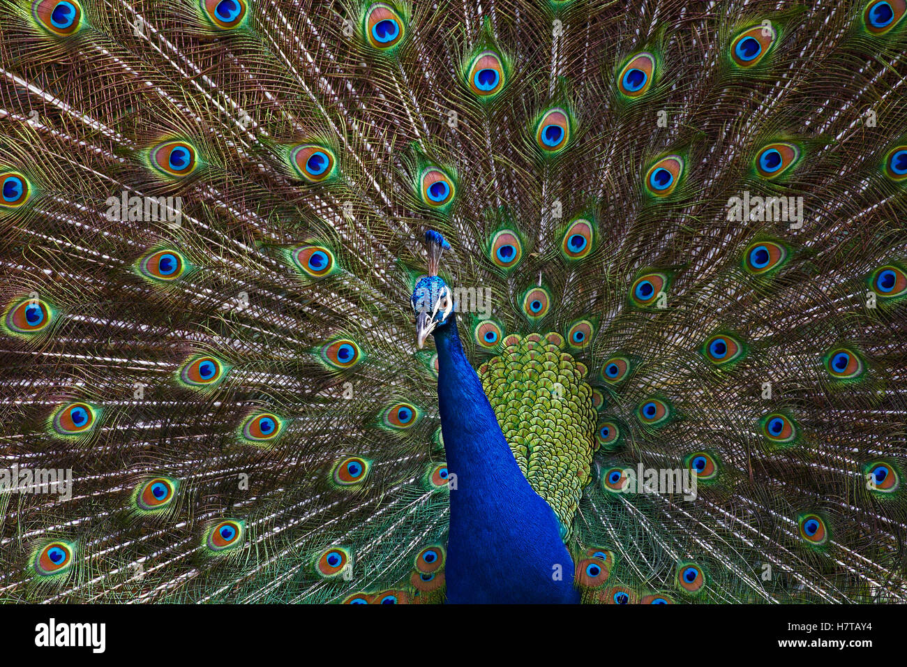 Indian Peafowl (Pavo cristatus) male with tail fanned out in courtship ...