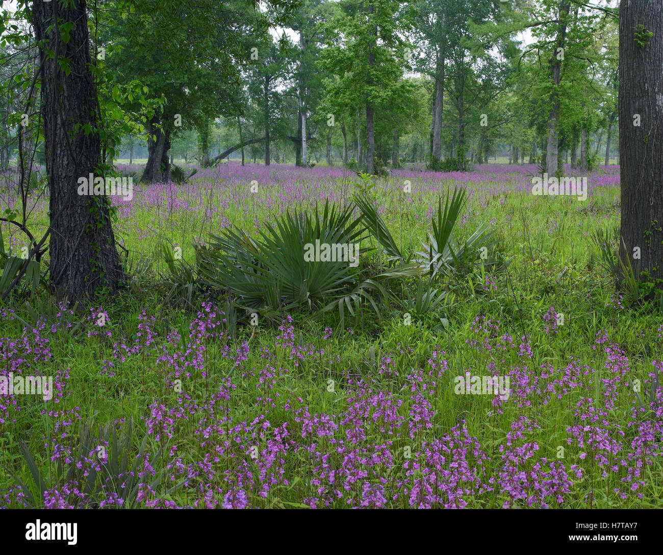 Brazos Penstemon (Penstemon tenuis) perennial meadow in Big Thicket ...