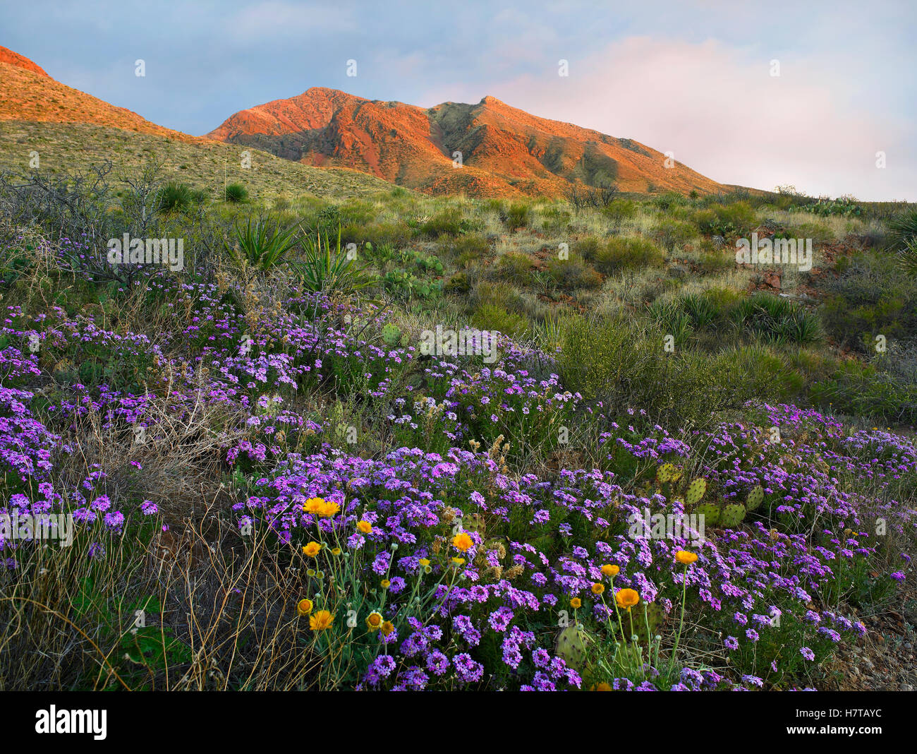 Vervain (Verbena officinalis) at Franklin Mountains State Park ...