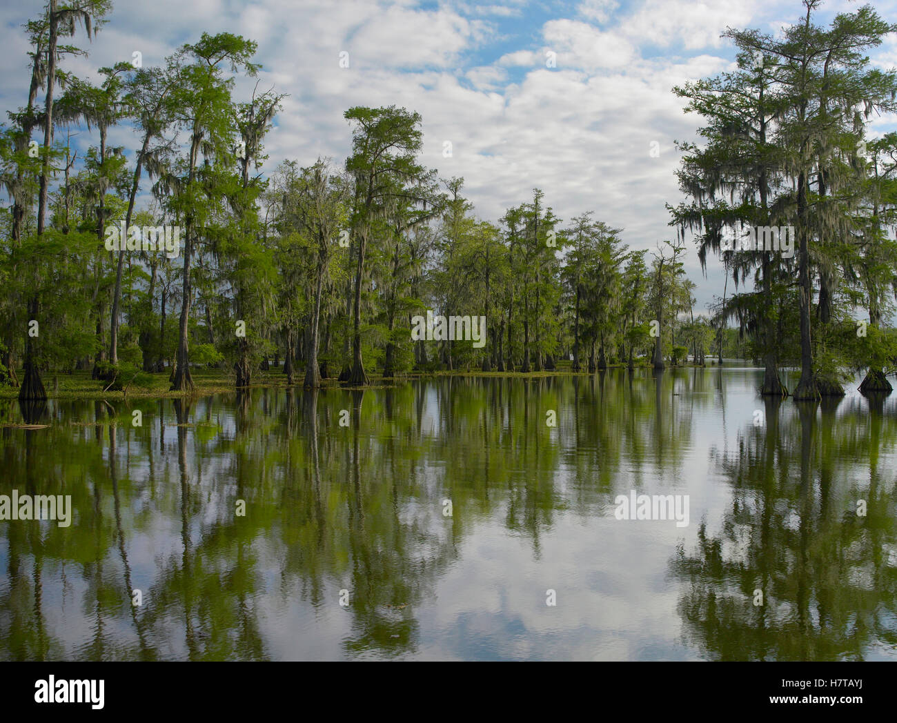 Bald Cypress Taxodium Distichum Swamp Cypress Island Lake Martin