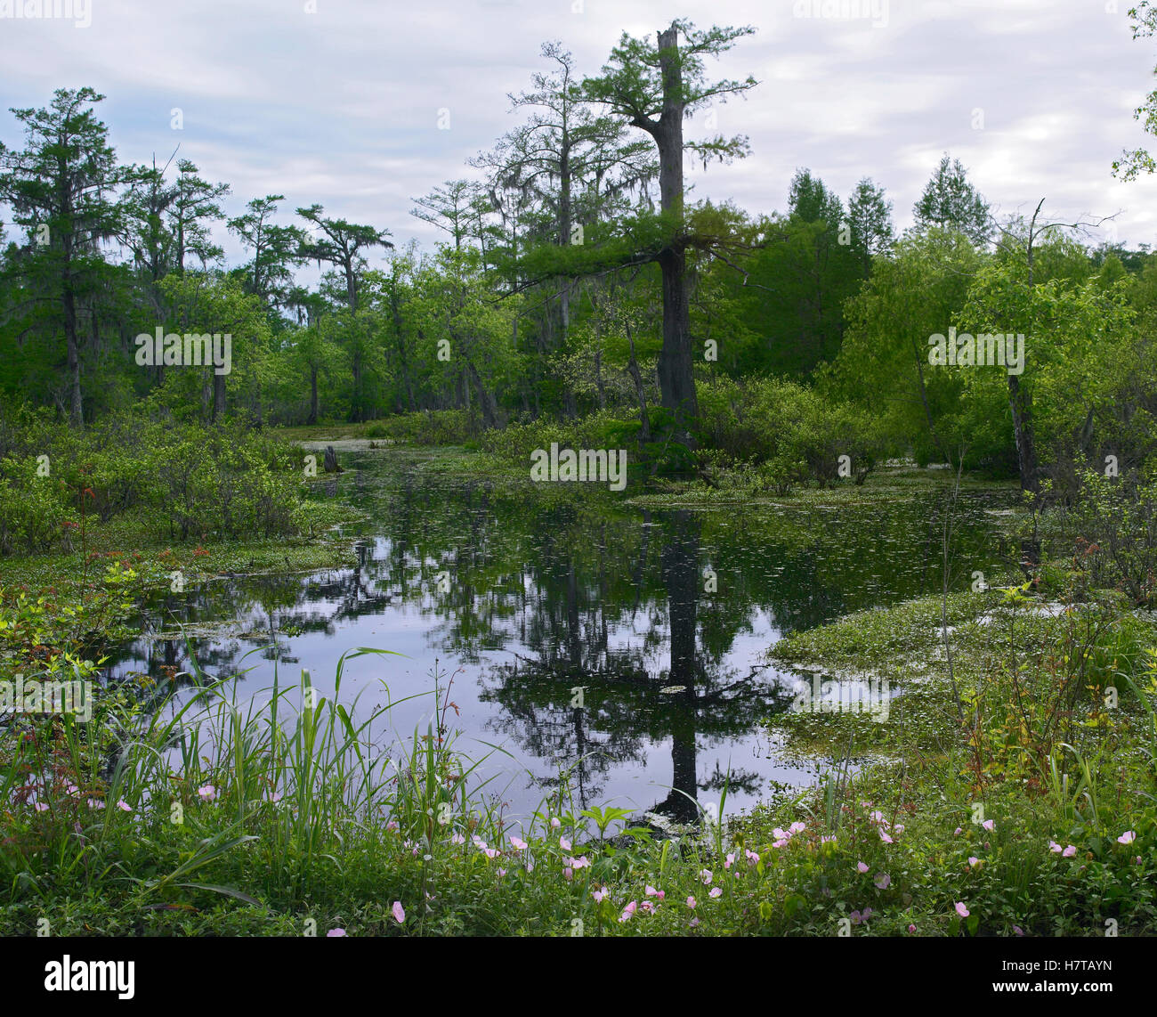 Cypress swamp, Cypress Island, Lake Martin, Louisiana Stock Photo - Alamy