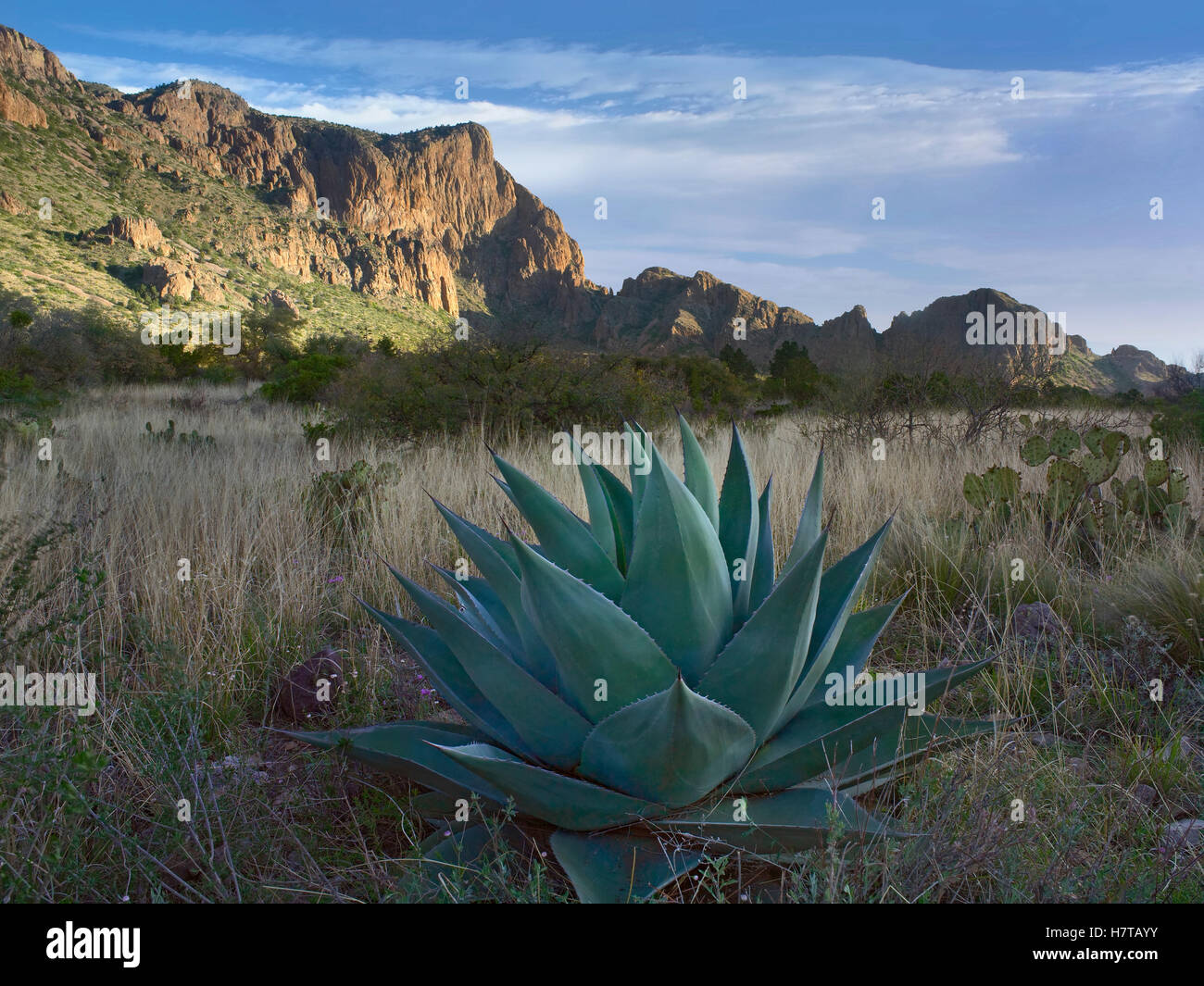 Agave (Agave sp) and Emory Peak, Chisos Mountains, Big Bend National ...