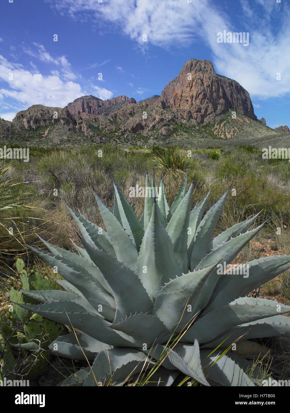 Agave (Agave sp) below Emory Peak, Chisos Mountains, Big Bend National ...