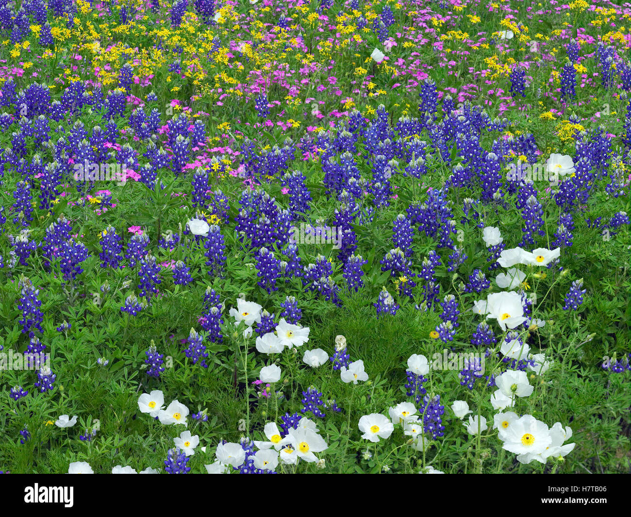 Sand Bluebonnet (Lupinus subcarnosus), Pointed Phlox (Phlox cuspidata ...
