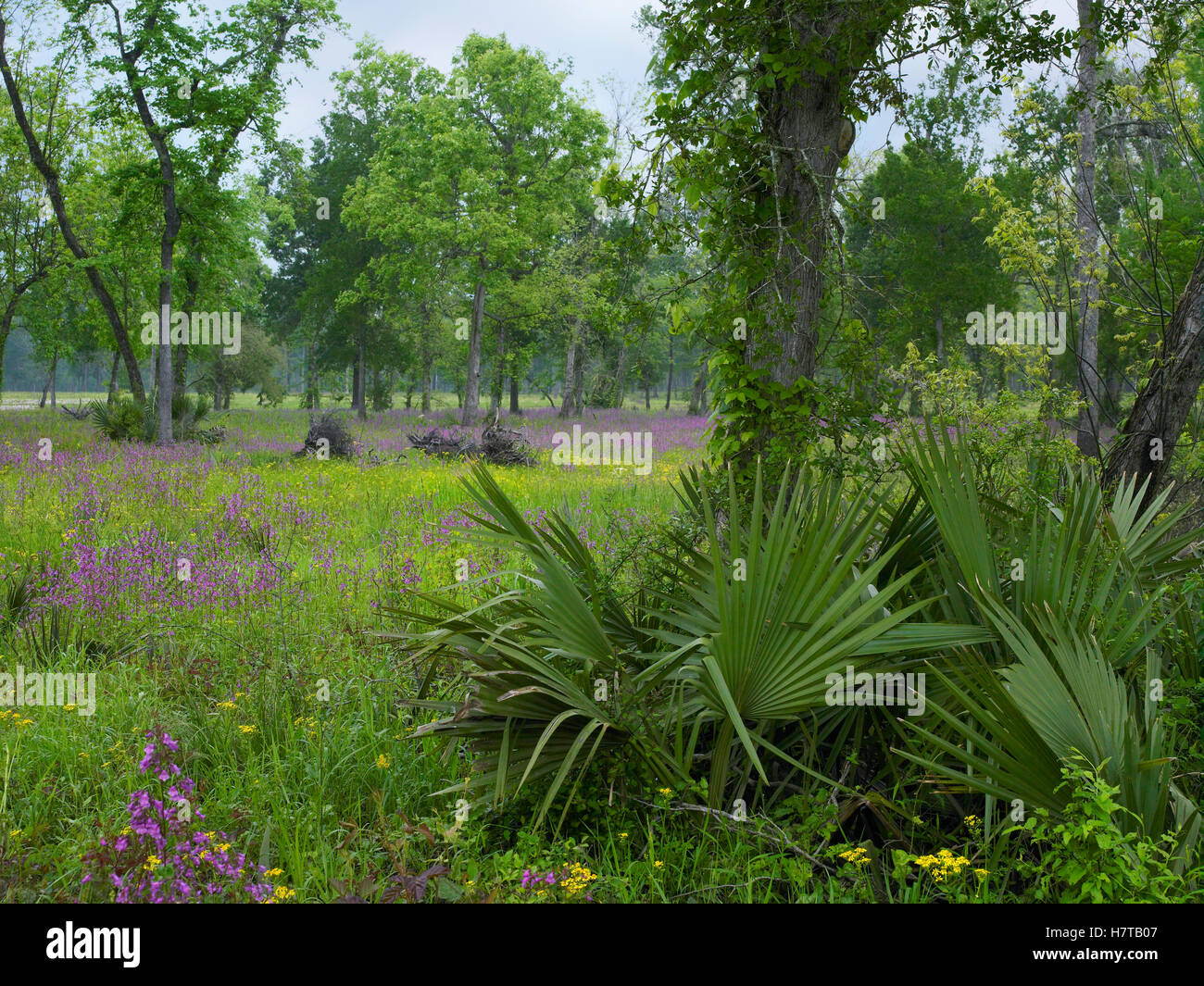 Brazos Penstemon (Penstemon tenuis) meadow in Big Thicket National ...