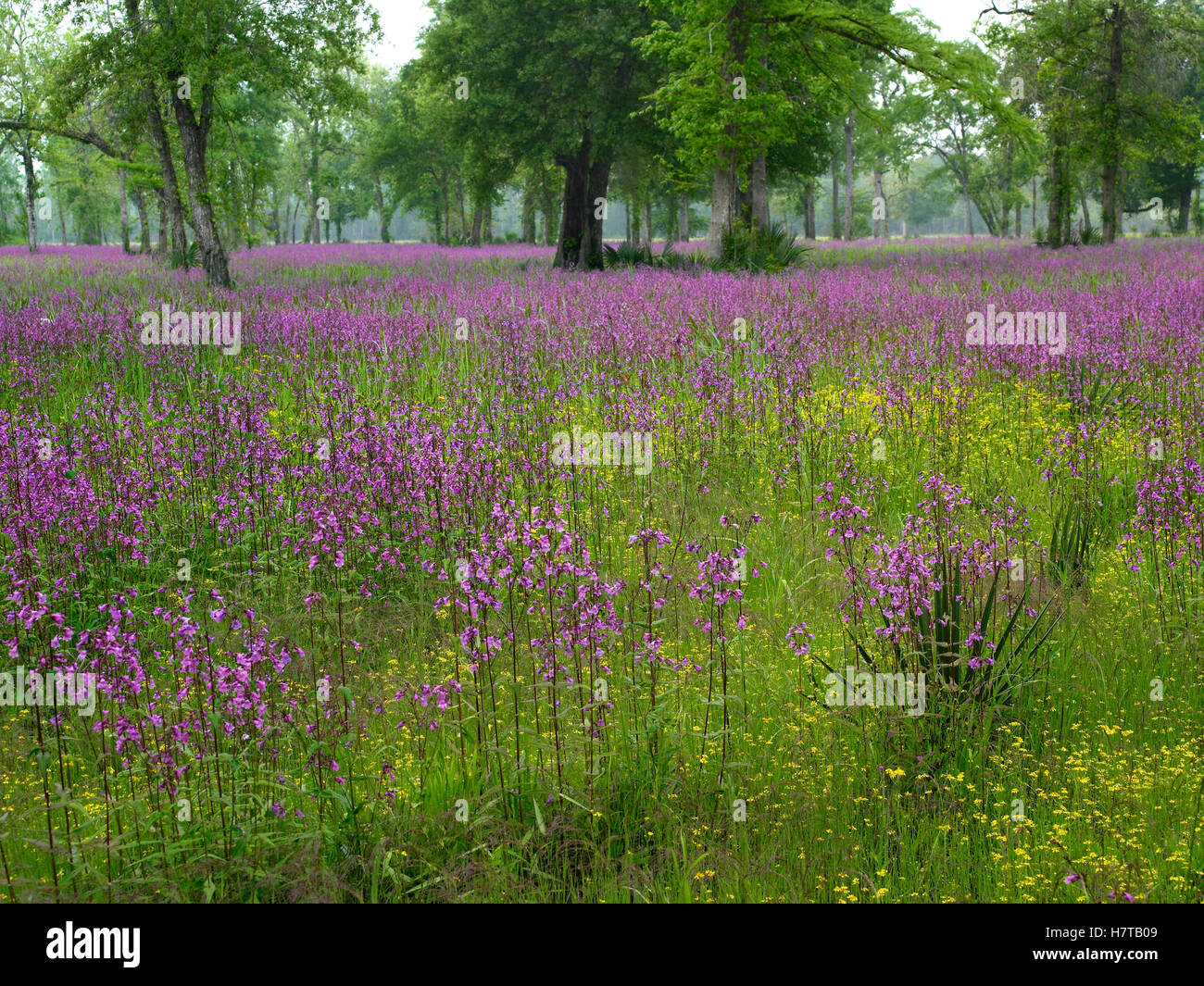 Brazos Penstemon (Penstemon tenuis) meadow in Big Thicket National ...