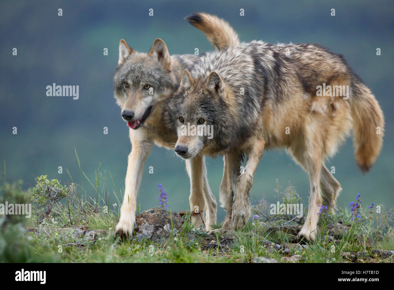 Gray Wolf (Canis lupus) pair walking together, North America Stock ...