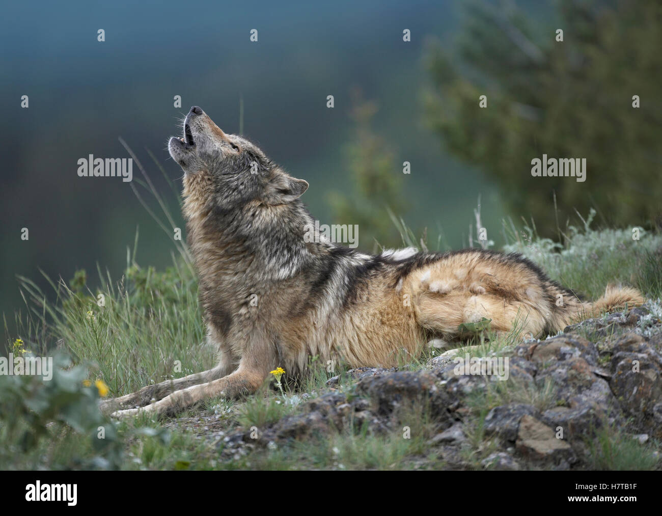 Gray Wolf (canis lupus) howling, North America Stock Photo - Alamy