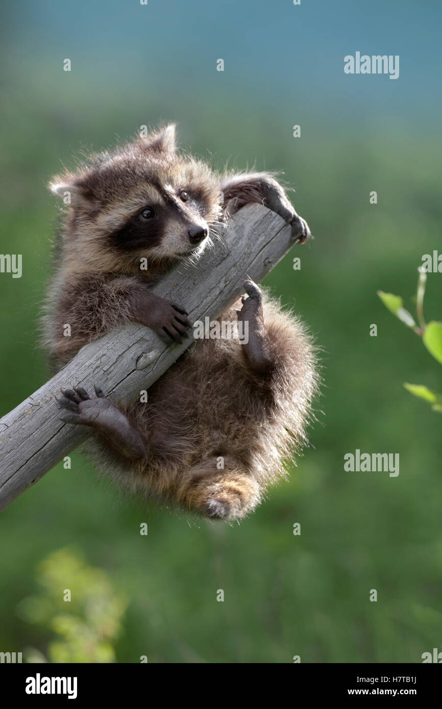 Raccoon (Procyon Lotor) baby climbing on dead tree limb, North America ...