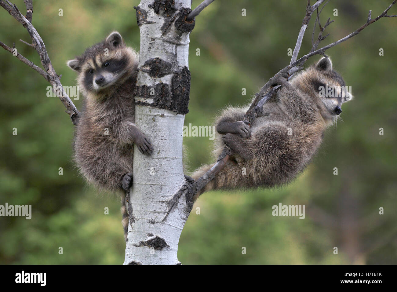 Raccoon (Procyon Lotor) two babies in tree, North America Stock Photo ...
