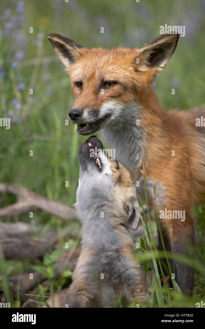 Red Fox (Vulpes vulpes) kit begging food from mother, North America ...