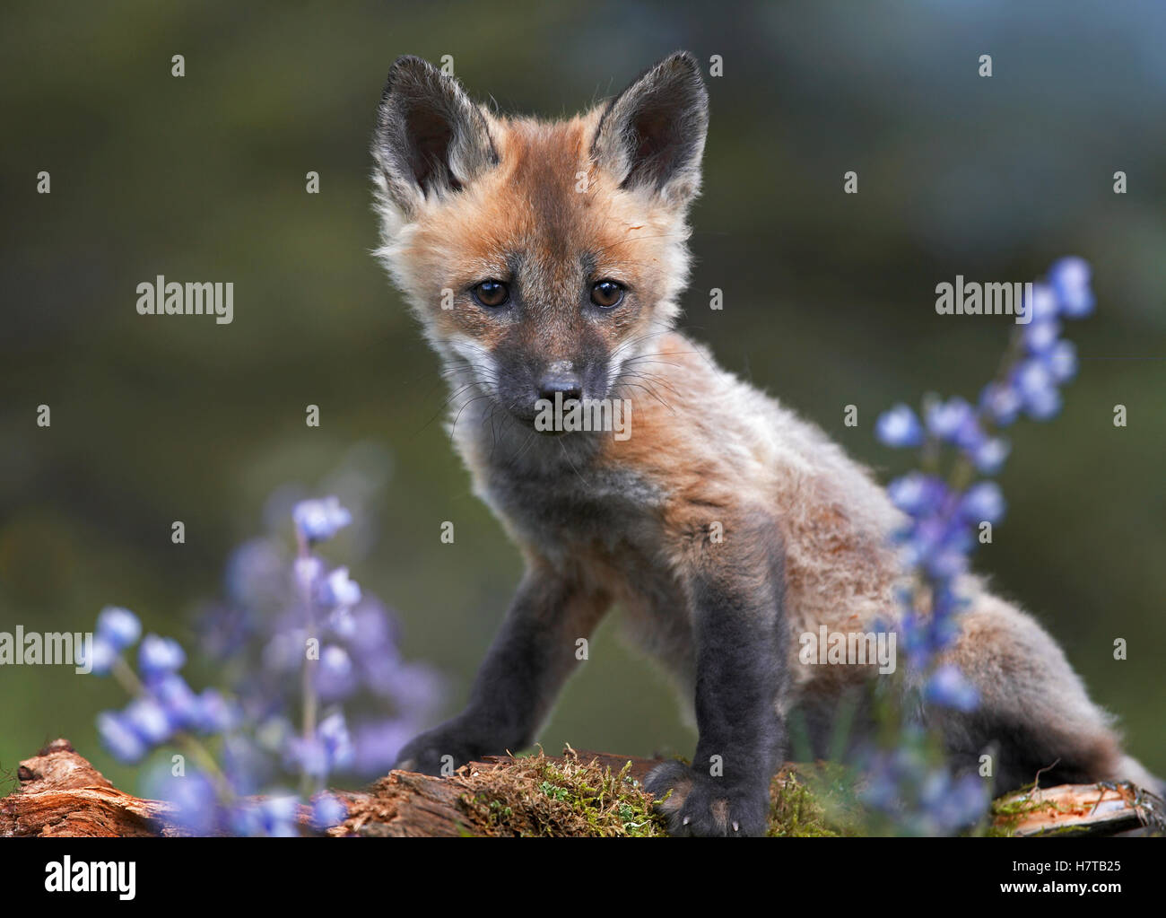 Red Fox (Vulpes vulpes) kit, North America Stock Photo - Alamy