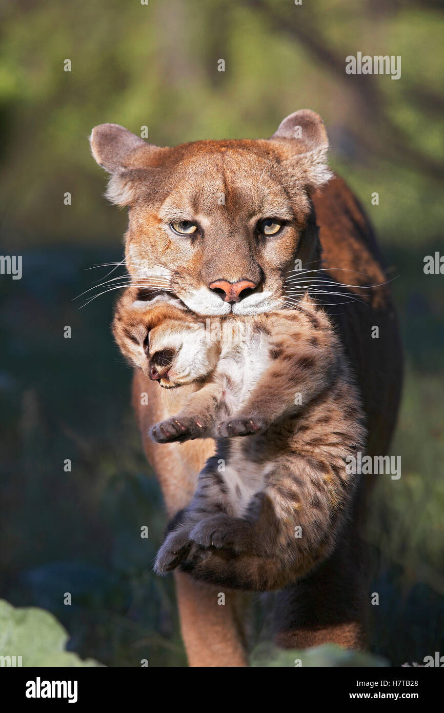 Mountain Lion (Puma concolor) mother carrying cub in her mouth, North ...