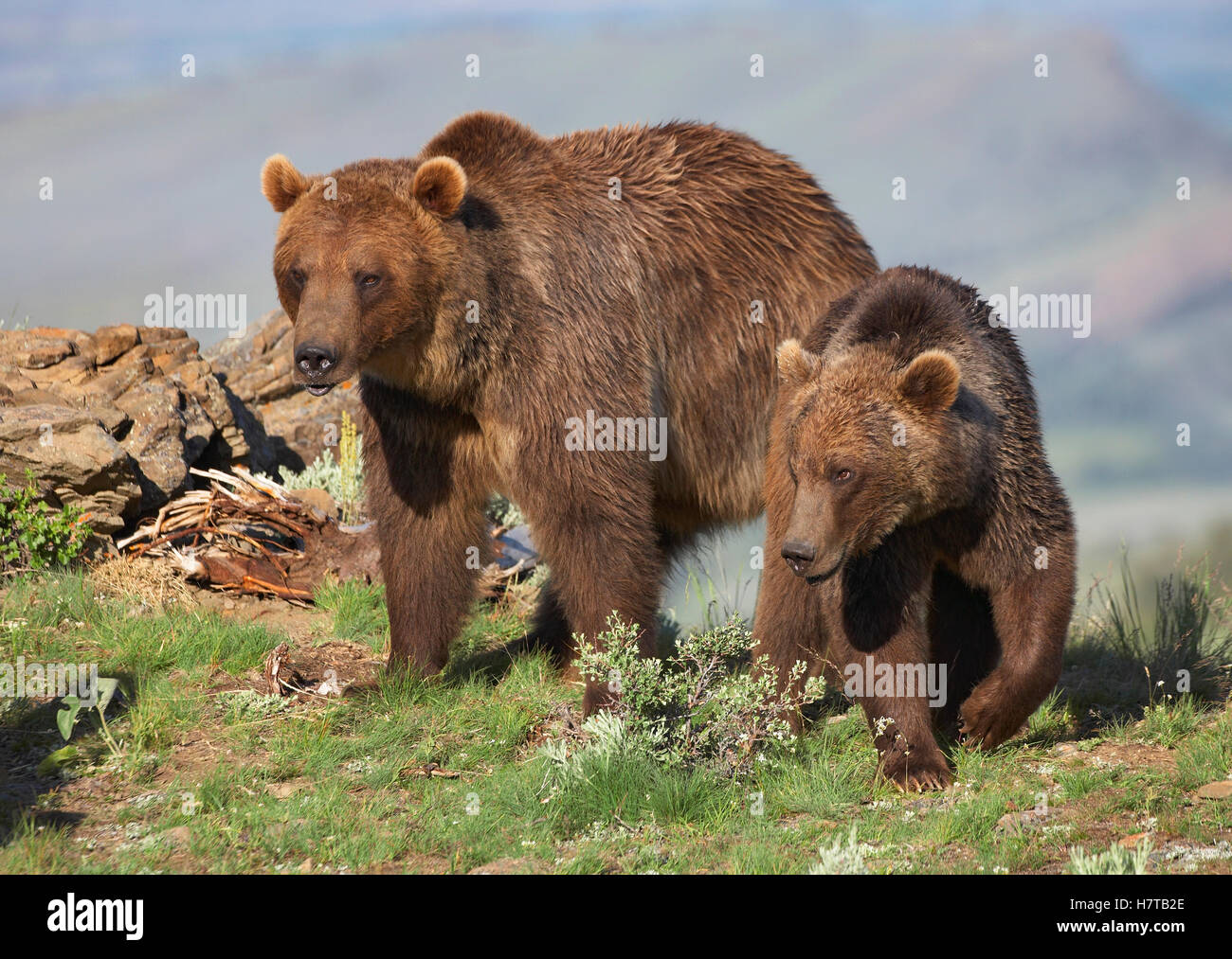 Grizzly Bear (Ursus arctos horribilis) mother with a one year old cub ...