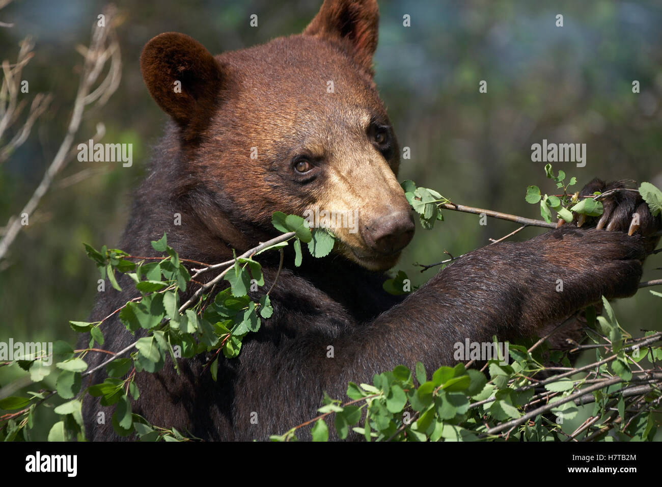 Black Bear (Ursus americanus) feeding, North America Stock Photo - Alamy