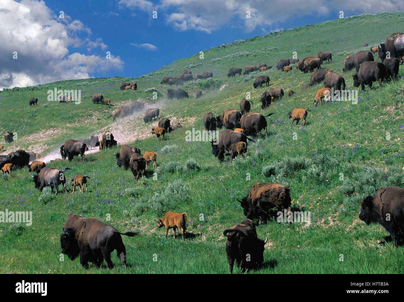 American Bison (Bison bison) herd grazing, North America Stock Photo ...