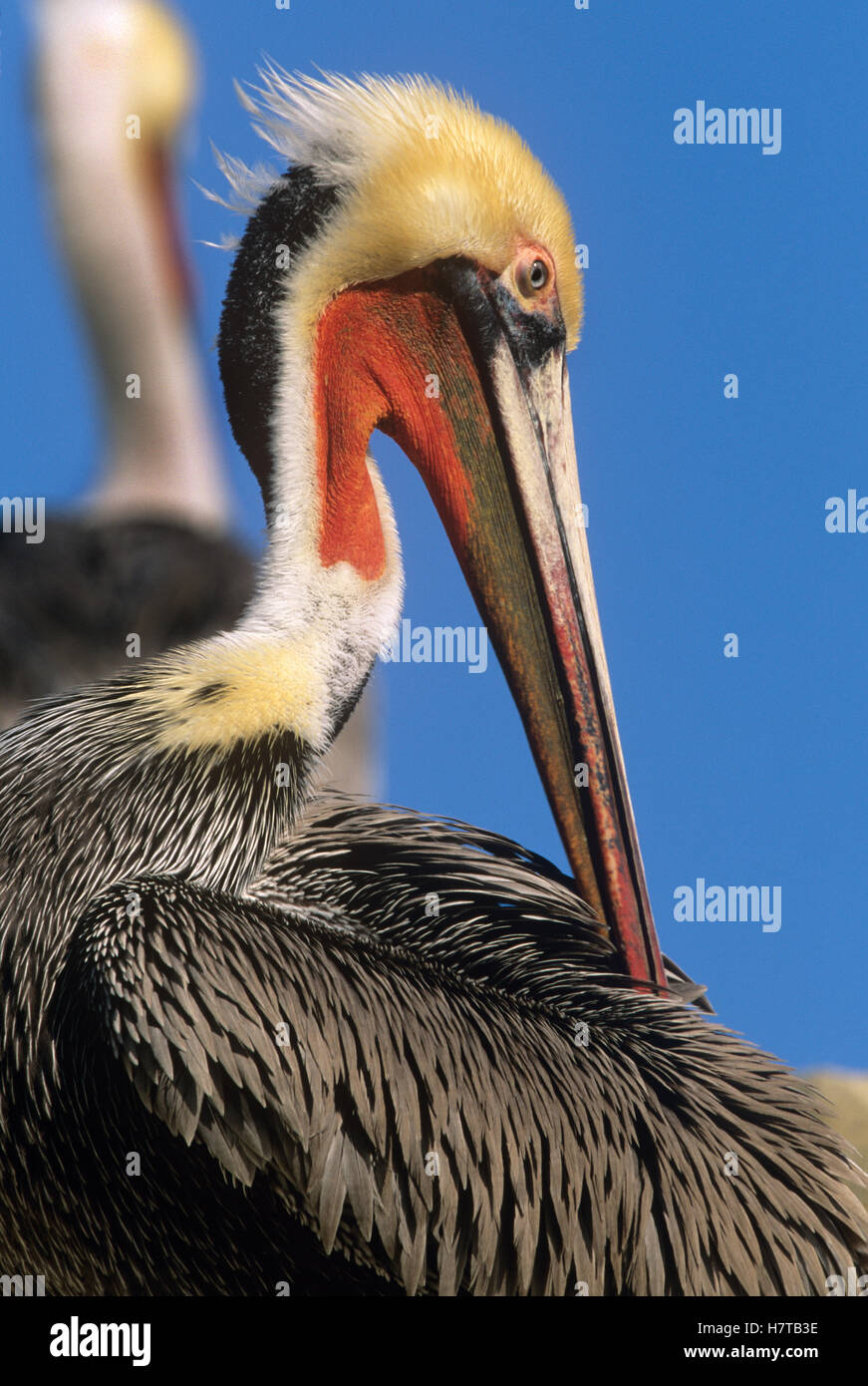 Brown Pelican (Pelecanus occidentalis) preening, North America Stock ...