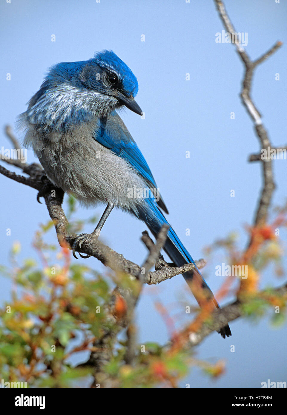 Western Scrub-Jay (Aphelocoma californica) perching on branch, North ...