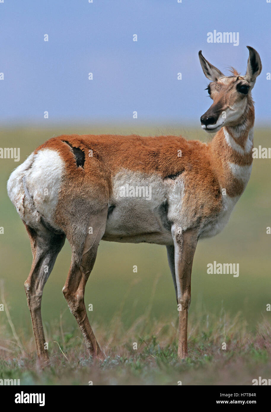 Pronghorn Antelope (Antilocapra americana) in grassland, North America ...