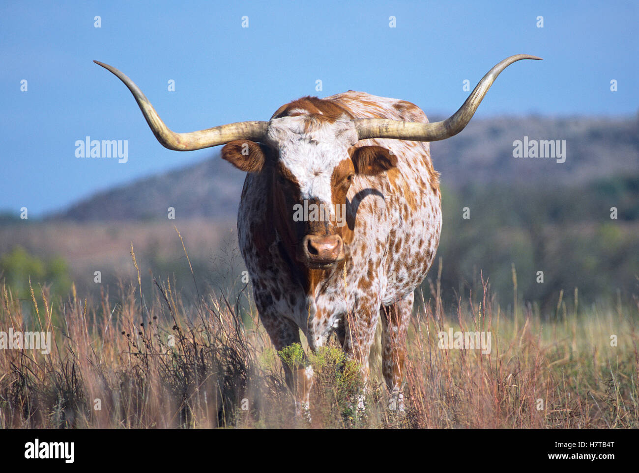 Domestic Cattle (Bos taurus), Texas Stock Photo - Alamy