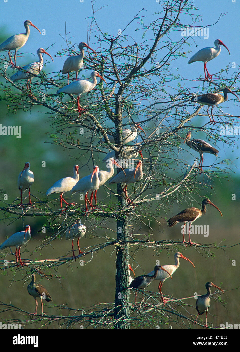 White Ibis (Eudocimus albus) flock in a tree, North America Stock Photo ...