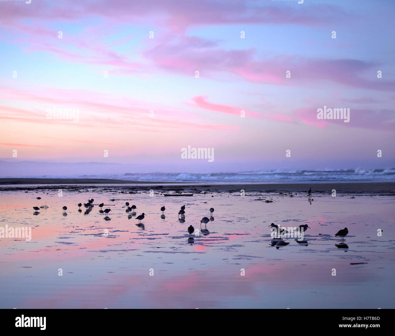 Shorebirds foraging at sunset, Pismo Beach, California Stock Photo - Alamy
