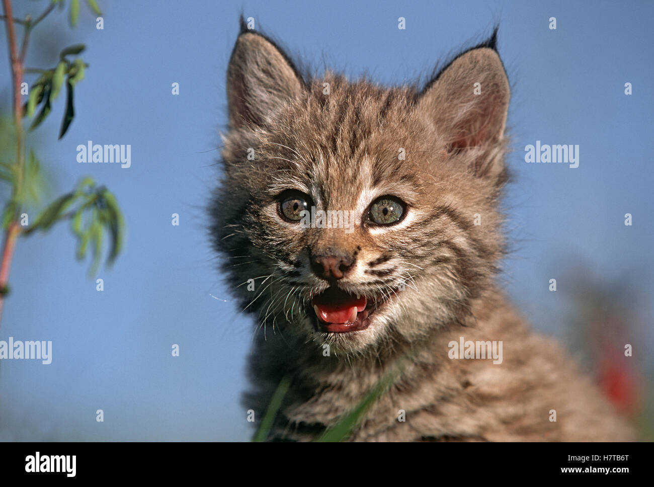 Bobcat (Lynx rufus) kitten, North America Stock Photo - Alamy