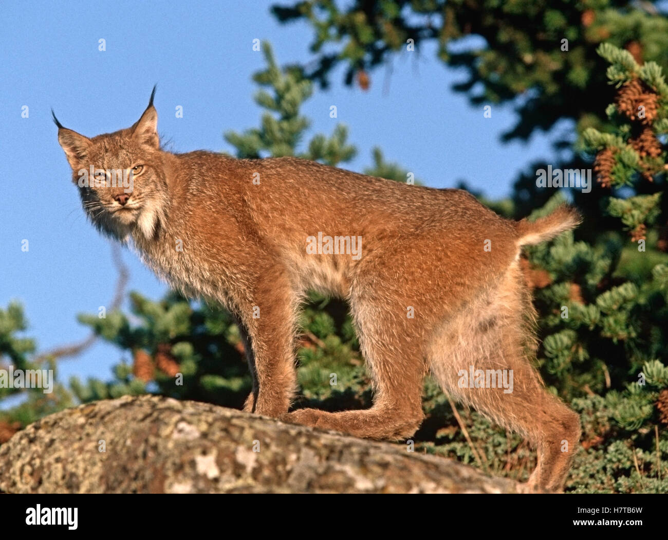 Canada Lynx (Lynx canadensis) climbing on rock, North America Stock ...