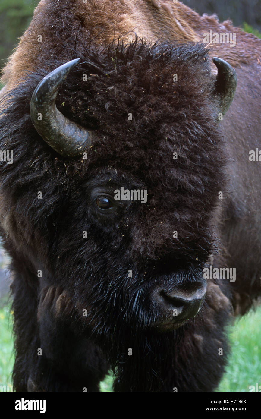 American Bison (Bison bison), North America Stock Photo - Alamy
