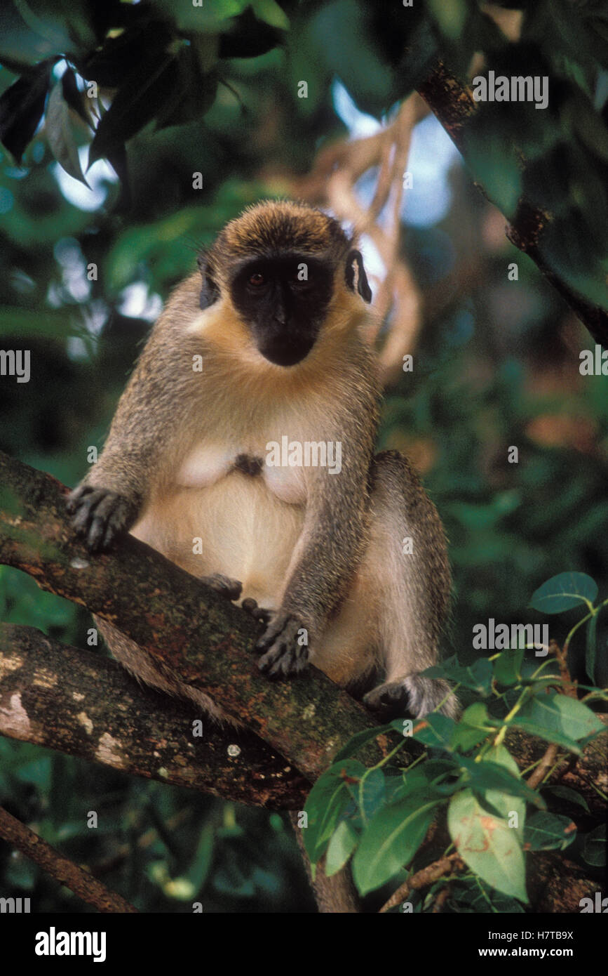 Black-faced Vervet Monkey (Cercopithecus aethiops) portrait in tree ...