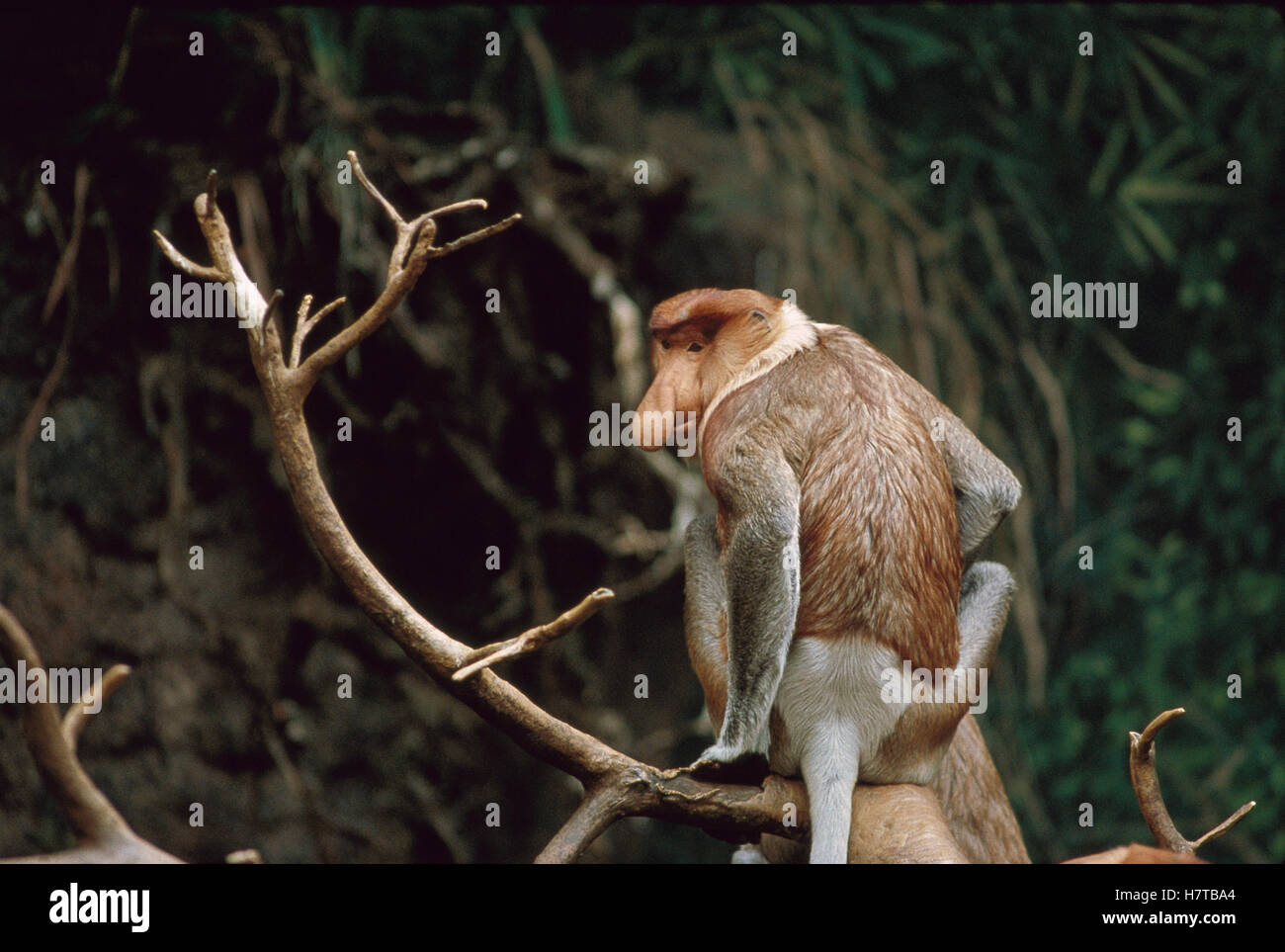 Proboscis Monkey (Nasalis larvatus) from behind, Bronx Zoo New York ...