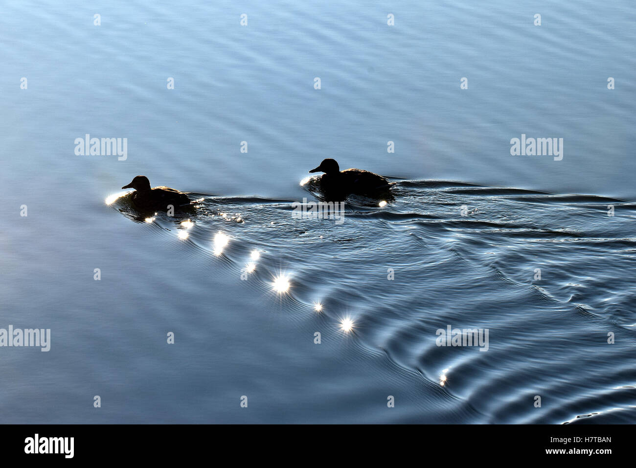 Two ducks swimming. Sun shining from following wave Stock Photo - Alamy