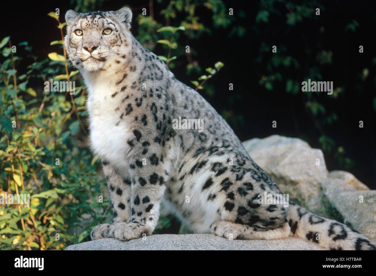 Snow Leopard Woodland Park Zoo