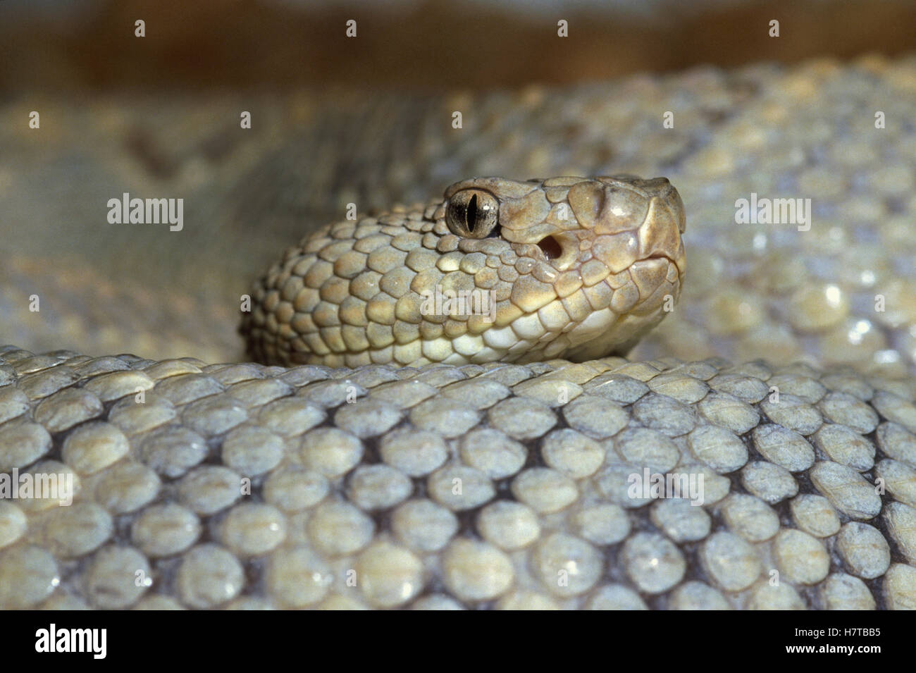 Aruba Rattlesnake (Crotalus unicolor) portrait, Aruba, West Indies ...