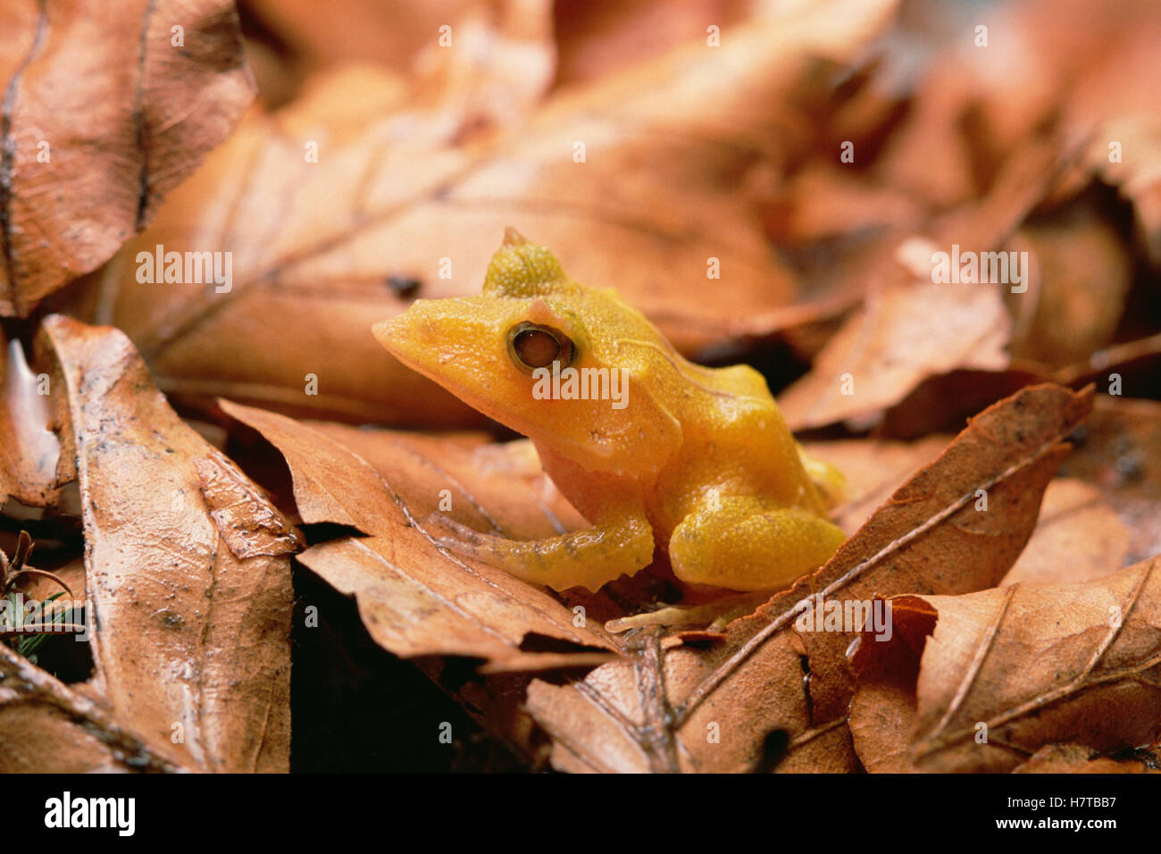 Solomon Island Leaf Frog (Ceratobatrachus guentheri), Woodland Park Zoo ...