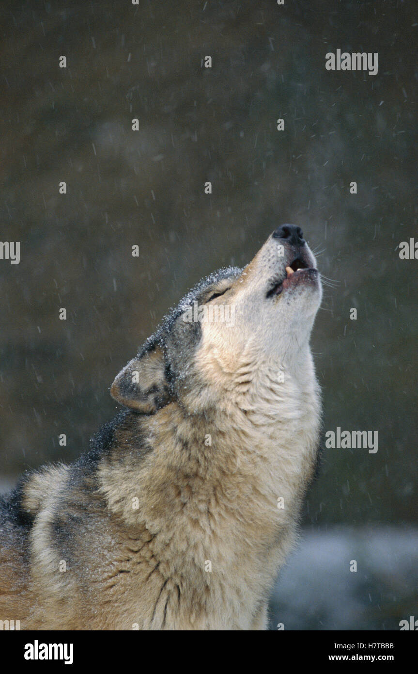 Timber Wolf (Canis lupus) howling, Oregon Zoo, Portland, Oregon Stock ...