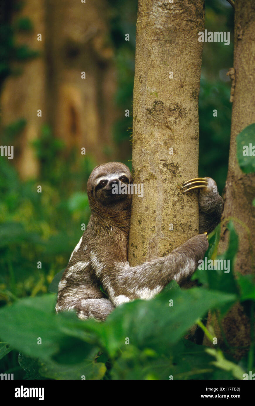 Pale-throated Three-toed Sloth (Bradypus tridactylus) clinging to tree ...