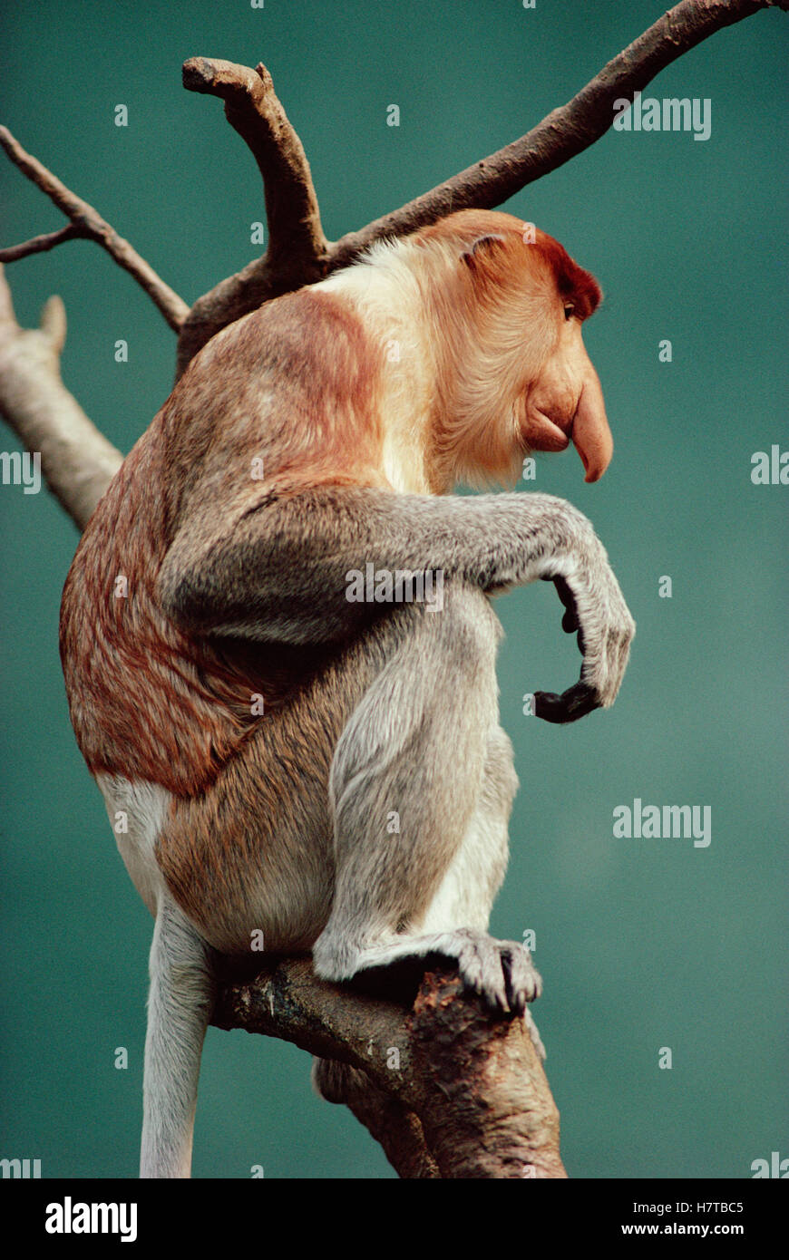 Proboscis Monkey (Nasalis larvatus) portrait, Bronx Zoo, New York Stock ...