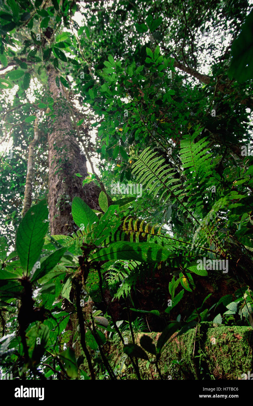 Looking up through the understory of montane tropical rainforest, Mt ...