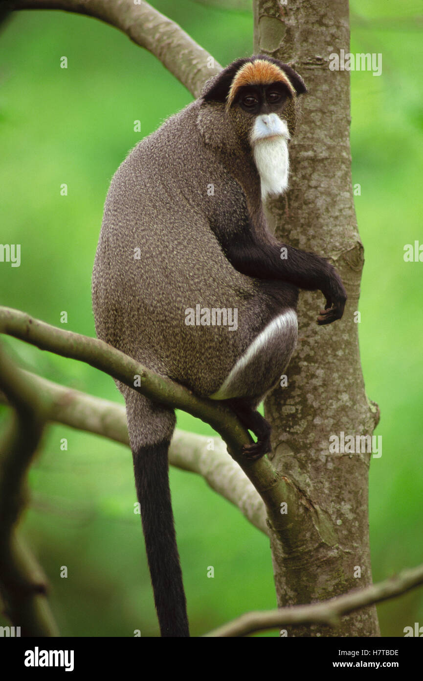 De Brazza's Monkey (Cercopithecus neglectus) portrait, captive animal ...