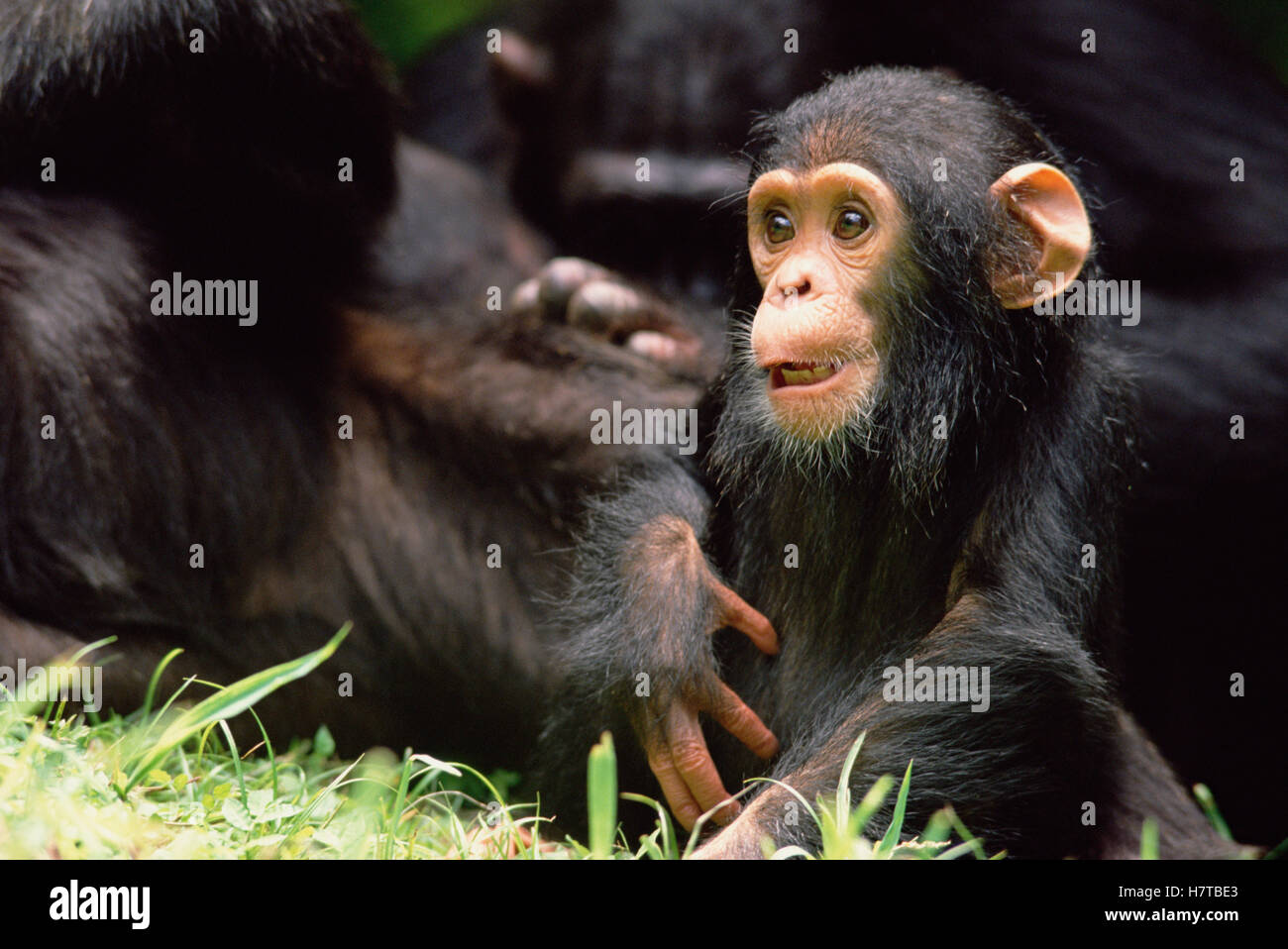 Chimpanzee (Pan troglodytes) mom and baby, Gombe Stream National Park ...