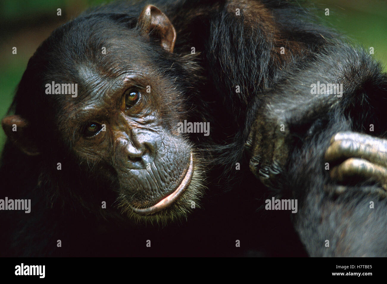 Chimpanzee (Pan troglodytes) mother with babies arm hanging over ...