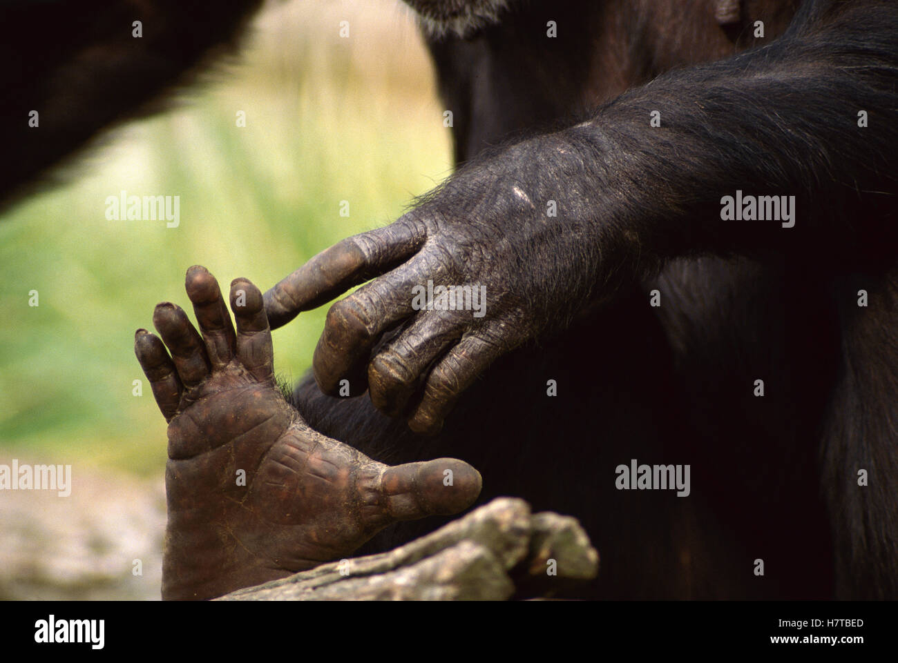 Chimpanzee (Pan troglodytes) touching its foot, Gombe Stream National ...