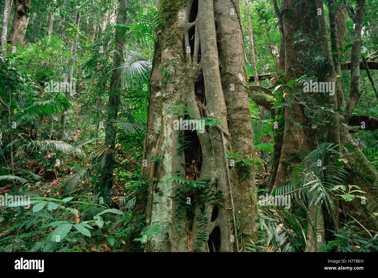Tropical rainforest interior with Ficus tree and buttressed roots ...