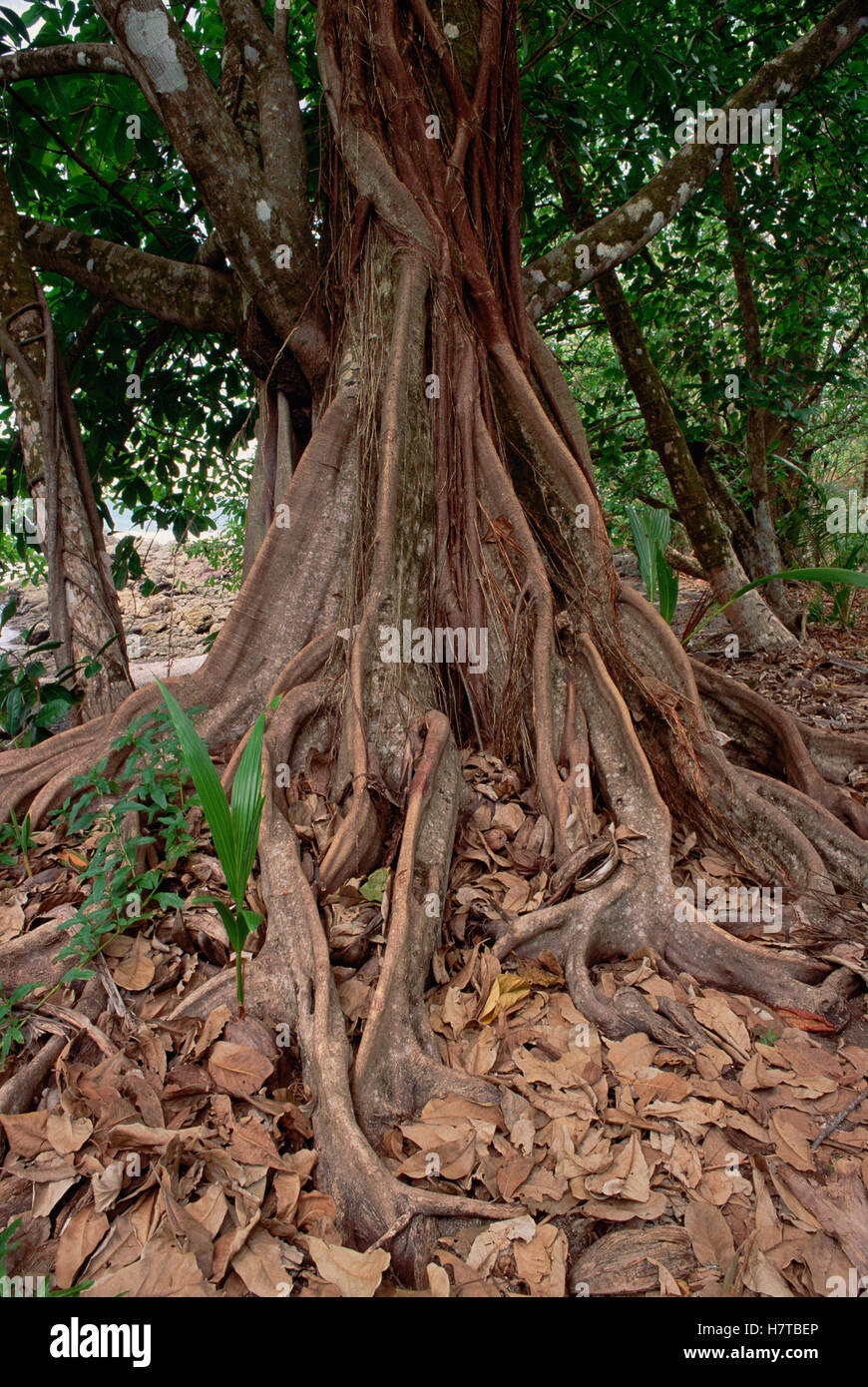 Fig (Ficus sp) in lowland tropical rainforest, Costa Rica Stock Photo ...